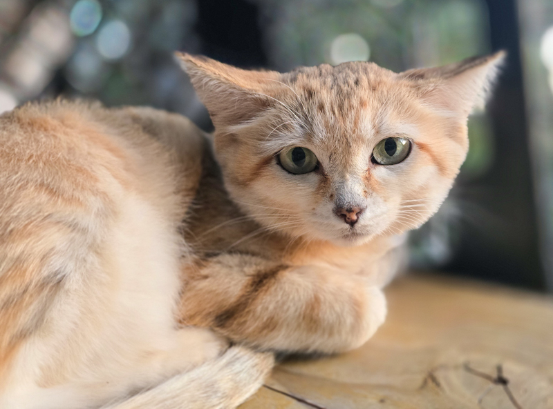 Sand Cat - Facts - Natural History - Conservation Status - Project ...